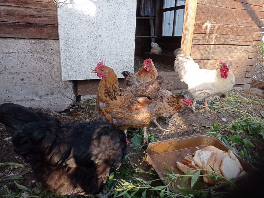 Куры несушки