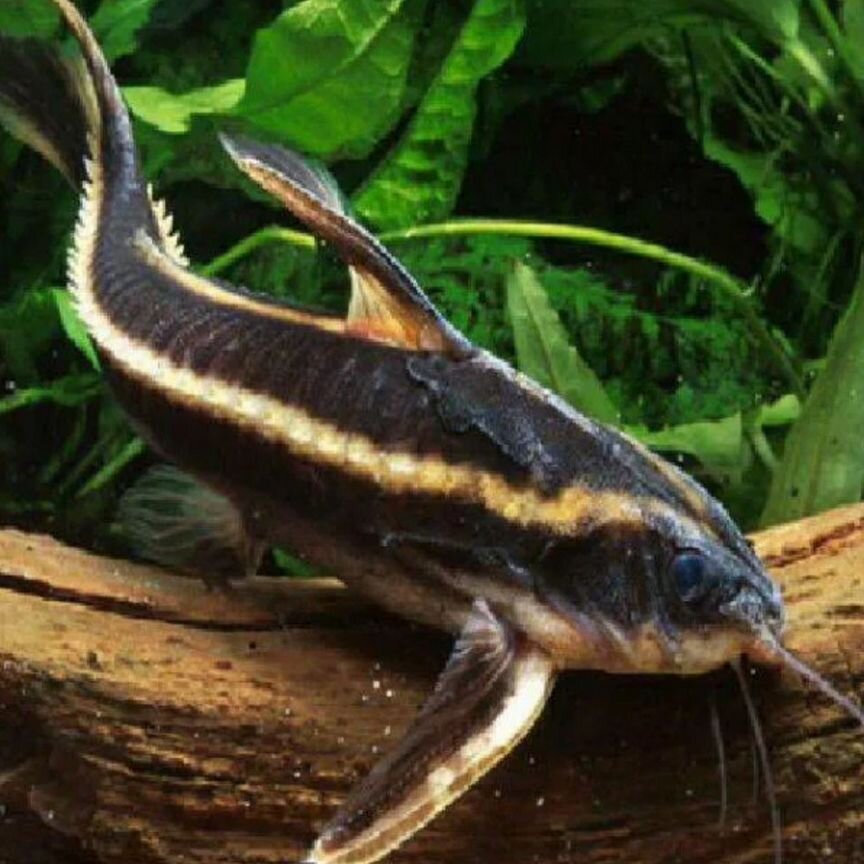 Сомик Платидорас