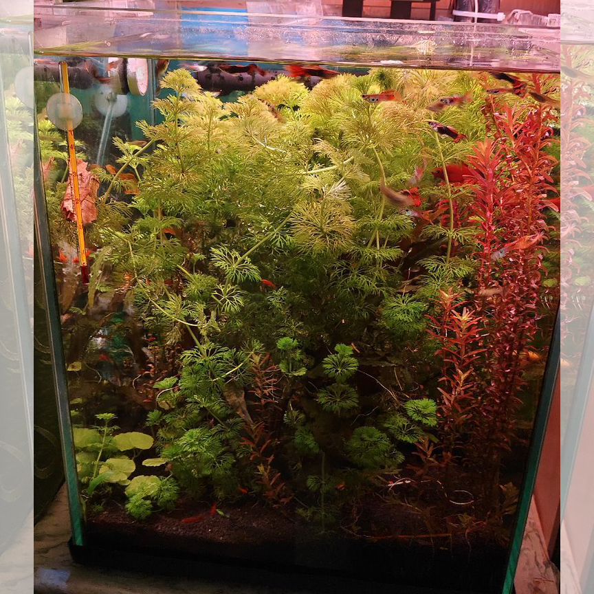 Аквариумная прополка