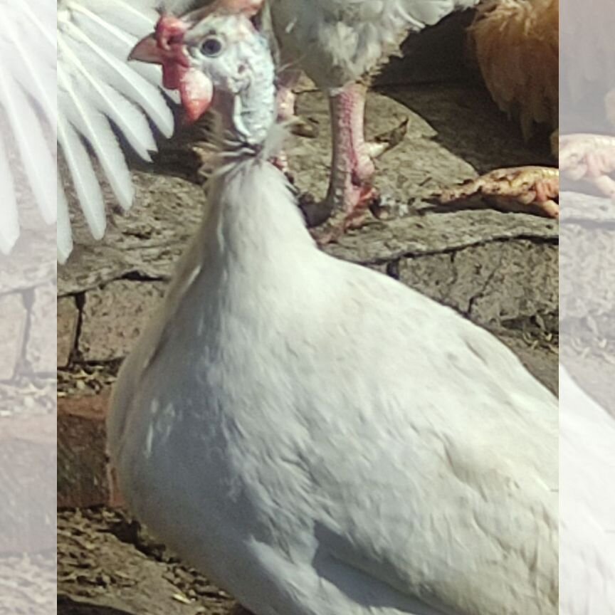 Цесарки самцы