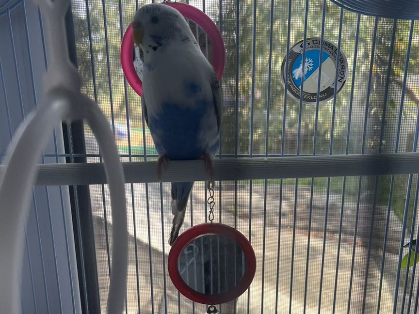 Попугай волнистый