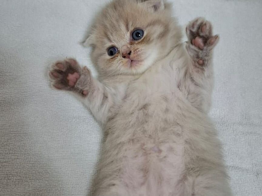 Шотландские вислоухие котята
