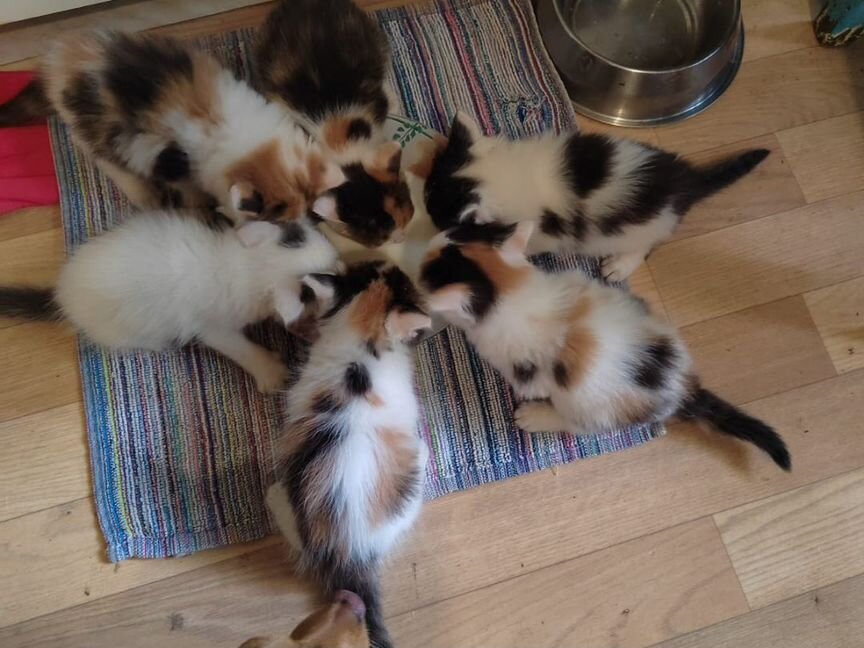 Котята в добрые руки