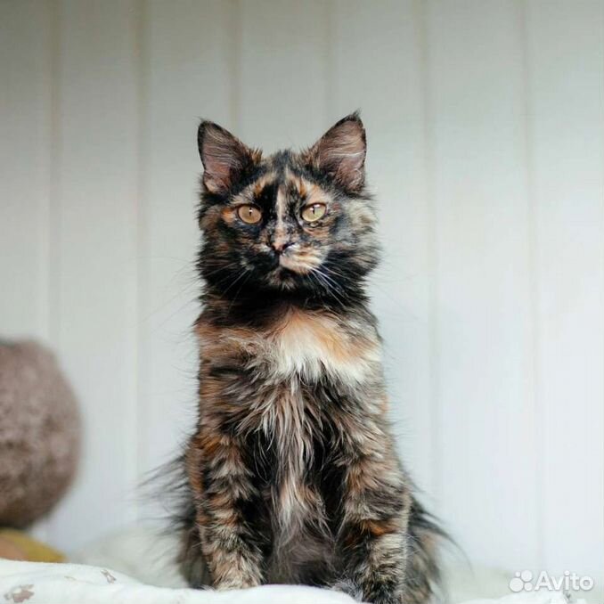 Кошка Люся ищет дом