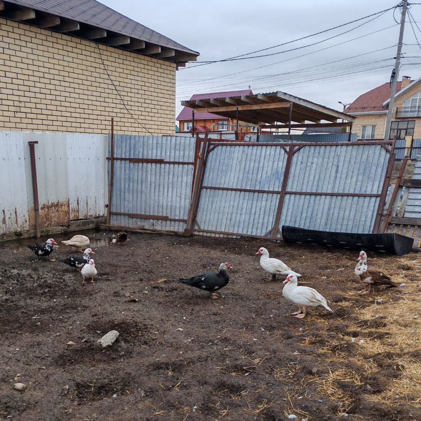 Индоутки