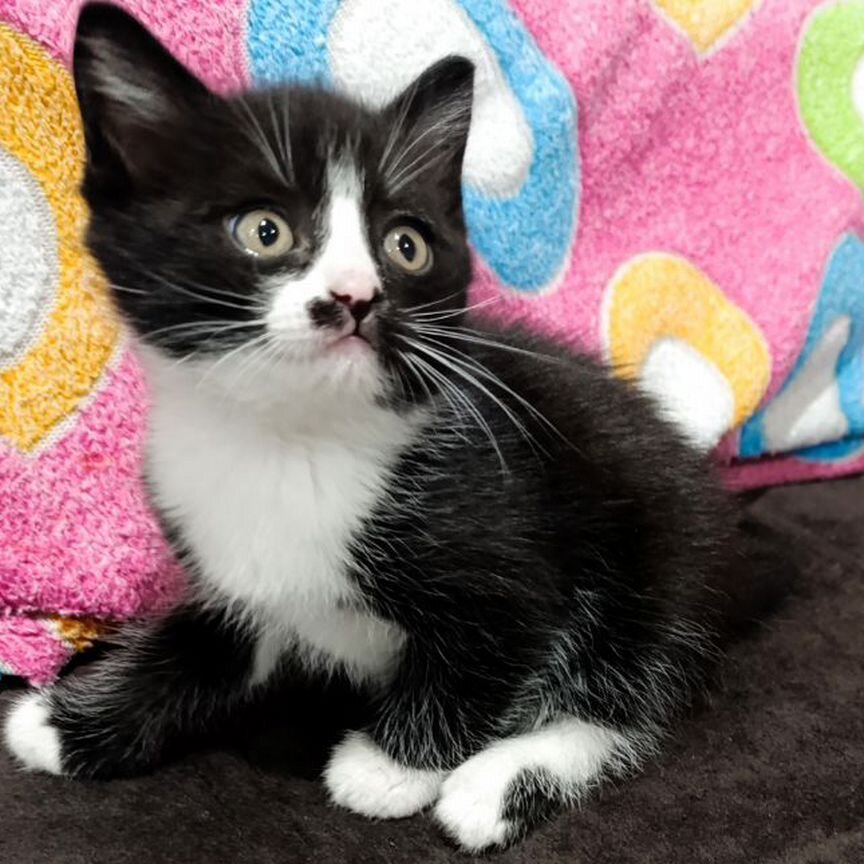 Котёнок в добрые руки