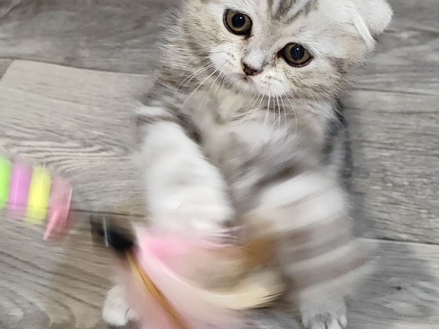 Шотландские котята