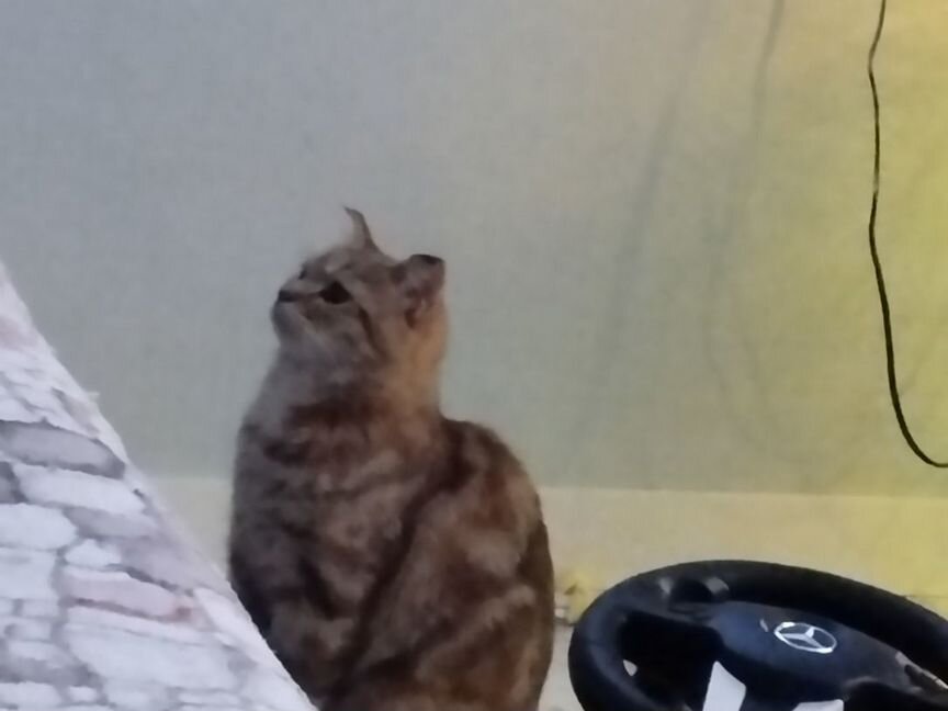 Кошка ищет дом