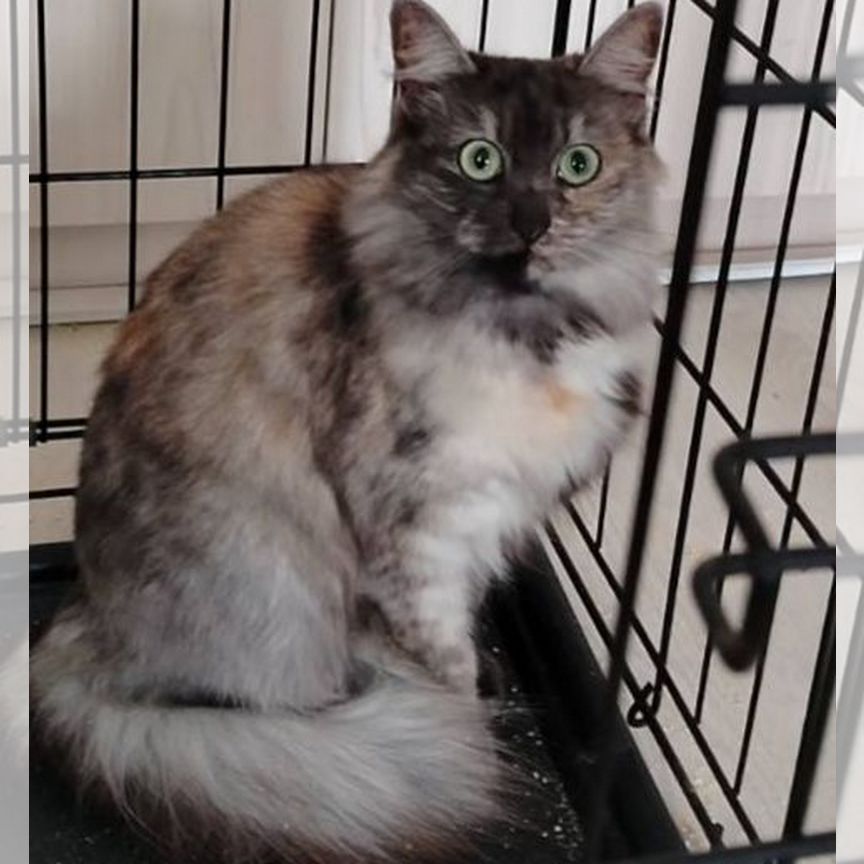 Молодая,стерилизованная кошечка