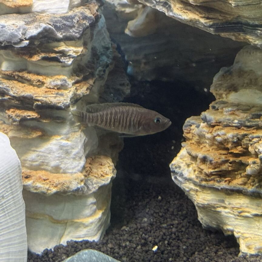 Лампрологус (Ракушачник ) 3 штуки