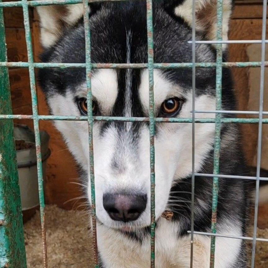 Сибирский хаски в добрые руки