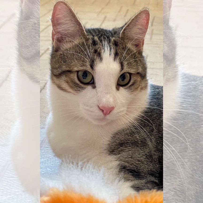 Котики ищут дом