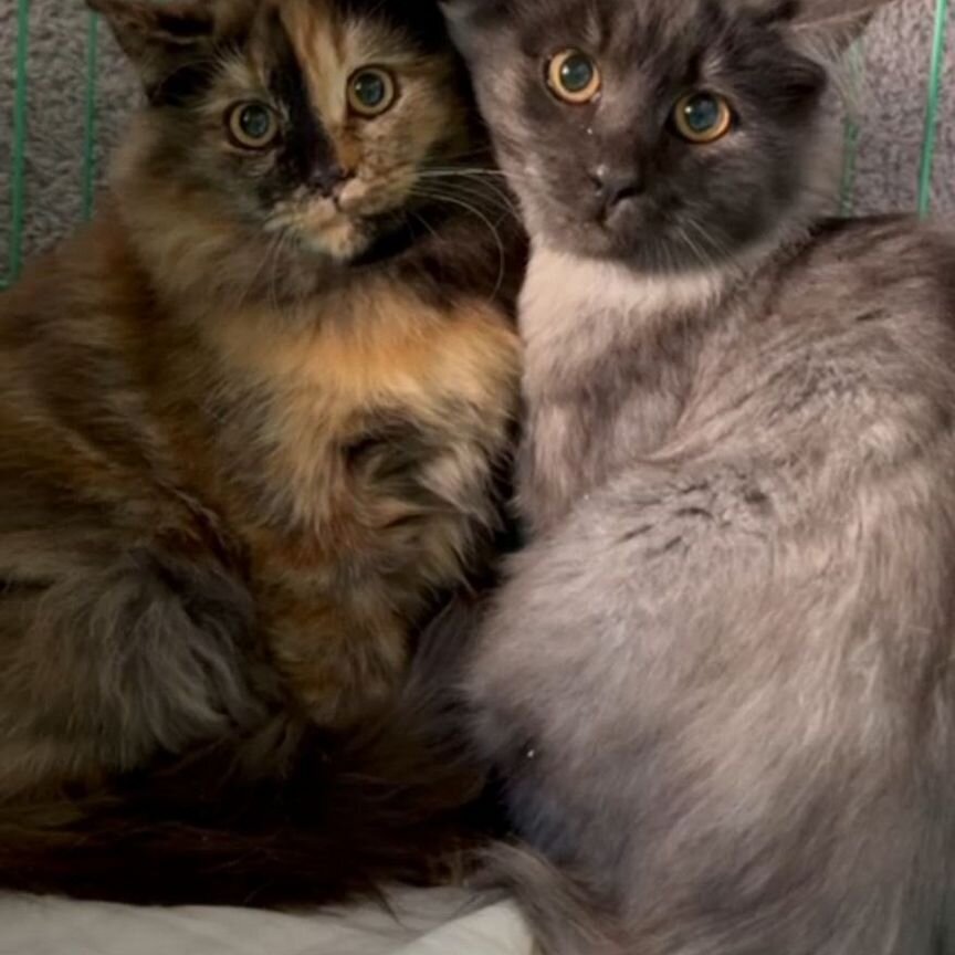 Кошки в добрые руки