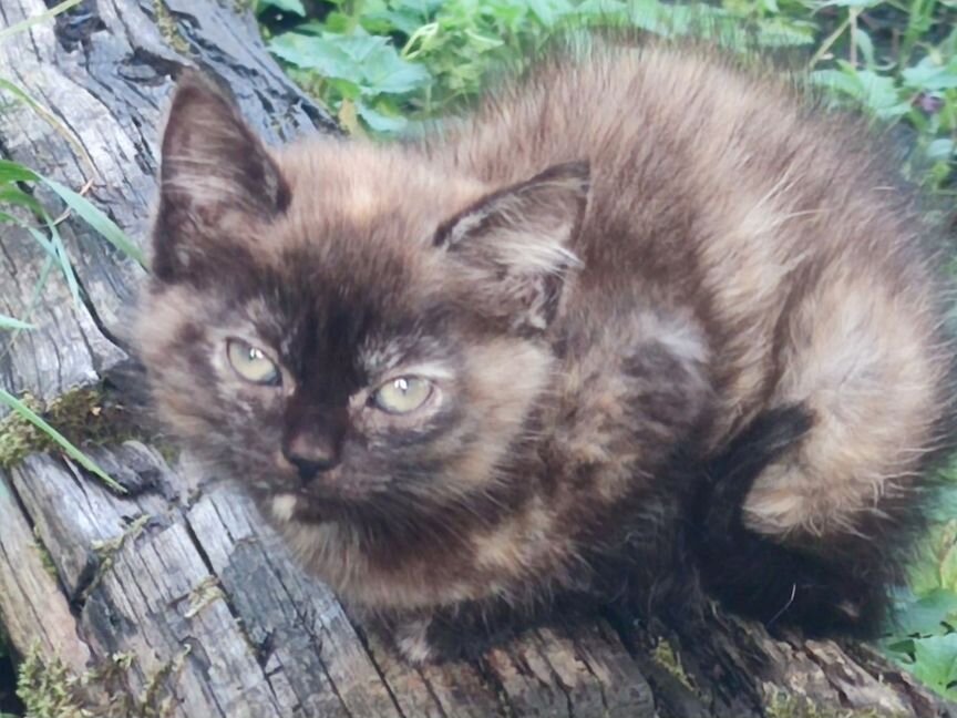 Комочек счастья в дар