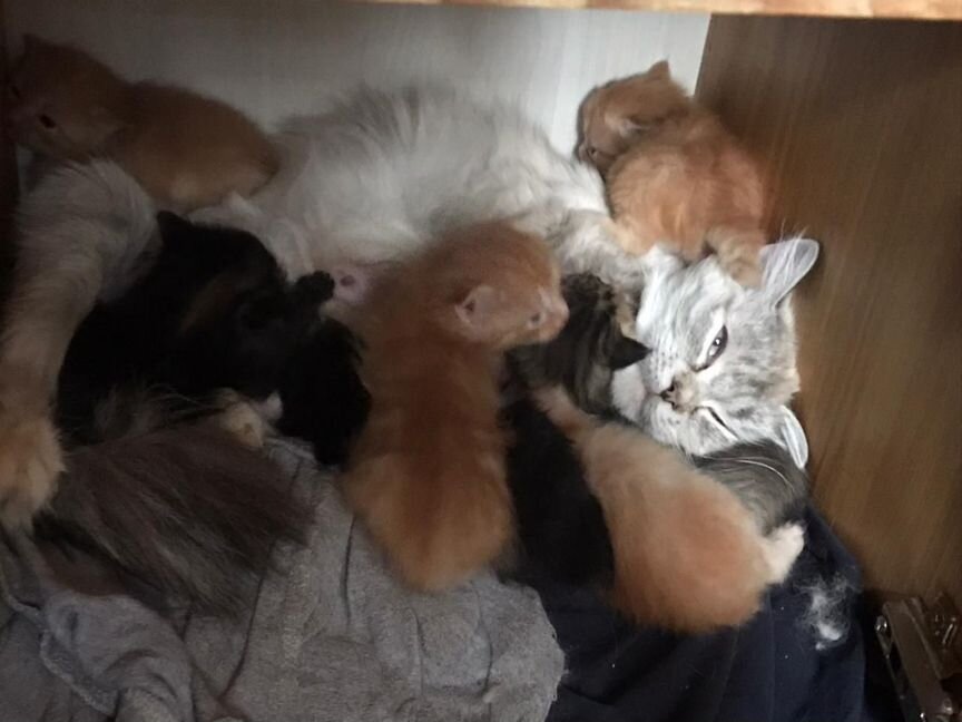 Котята бобтейл