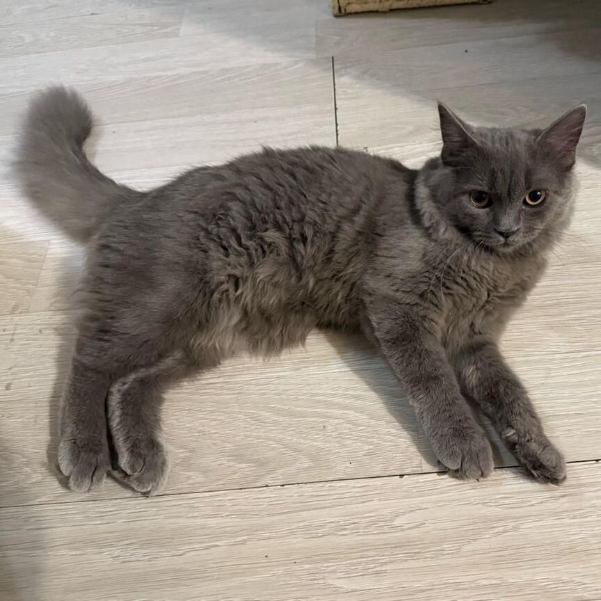 Котик в добрые руки, бесплатно
