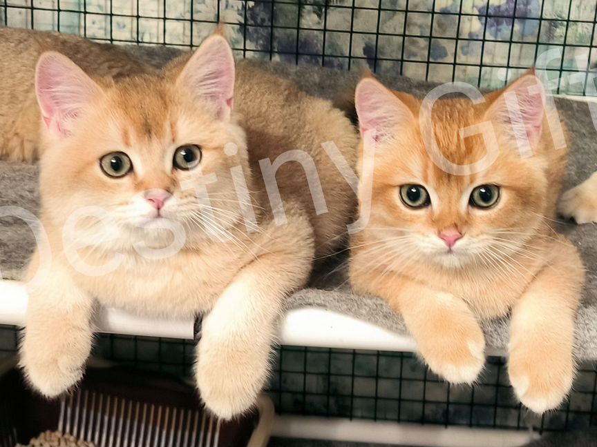 Британские котята золотая шиншилла