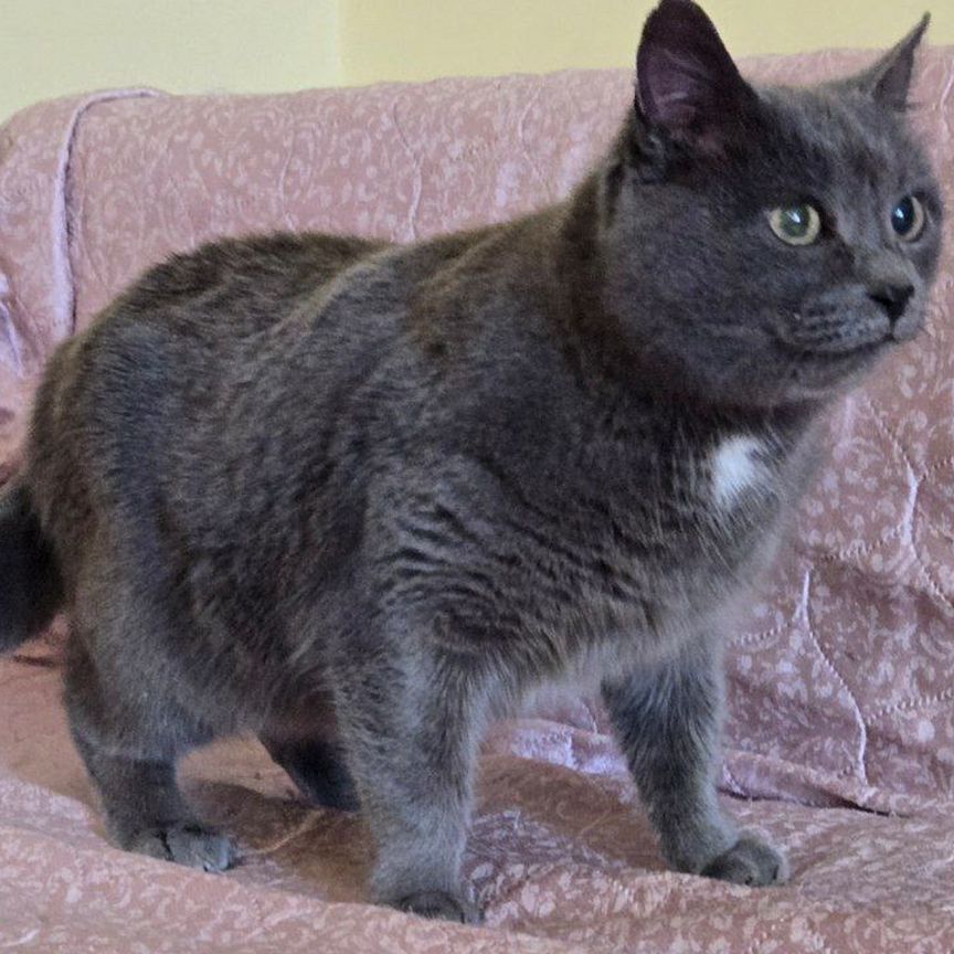 Взрослая, кошка в добрые руки