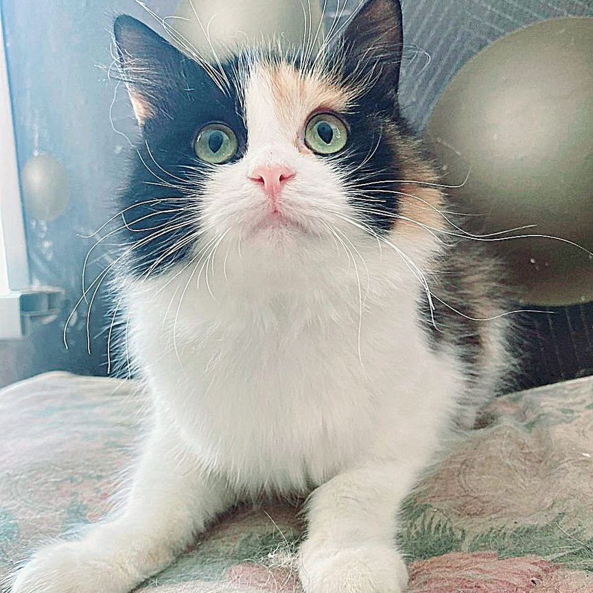 Трехцветная кошка в добрые руки