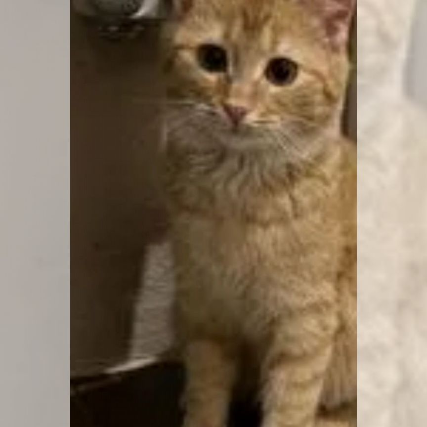 Рыжий кастрированный котик