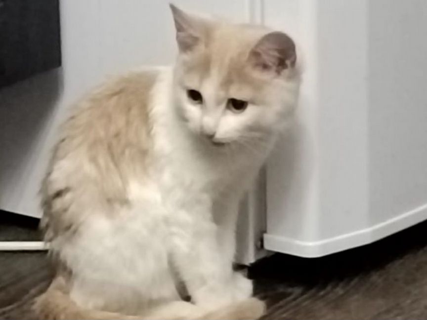 Кошка