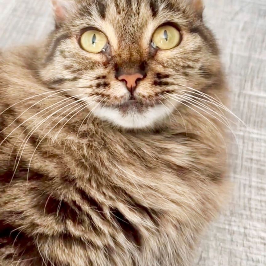 Сибирская кошка