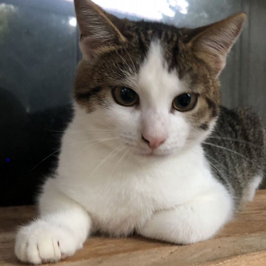 Котик в добрые руки