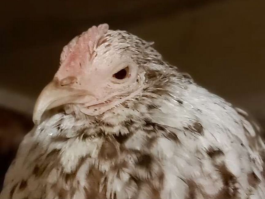 Куры бентамки