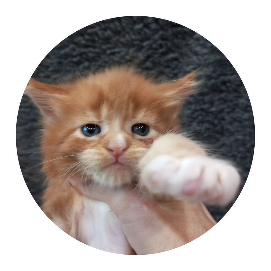 Котята мейн-кун