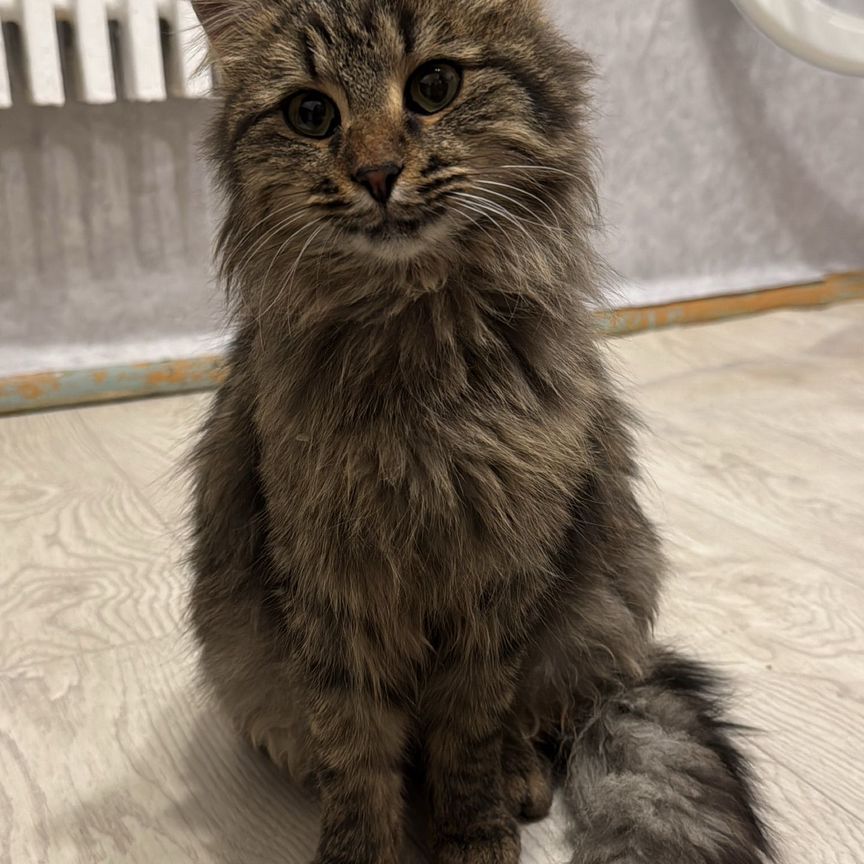 Котенок
