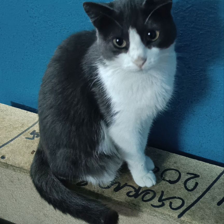 Кошка Грейс в дар. Доставка