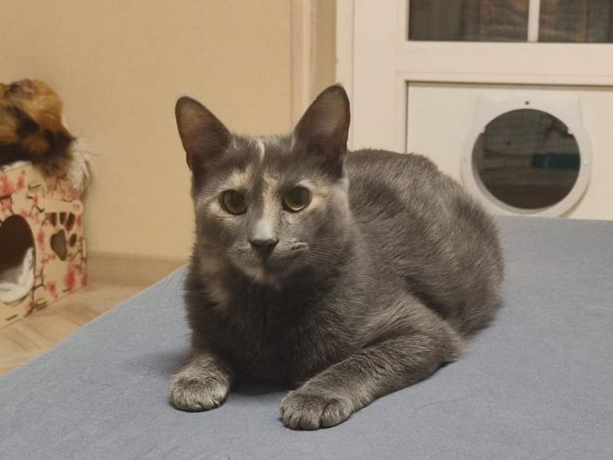 Дымчатый котенок Хлоя ищет дом