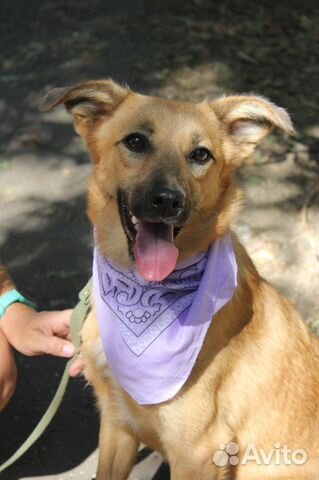 Молодая собака станет лучшим другом