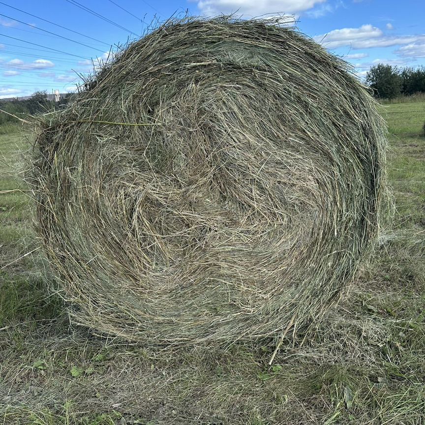 Продажа сено в тюках