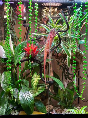 Хамелеон с террариумом