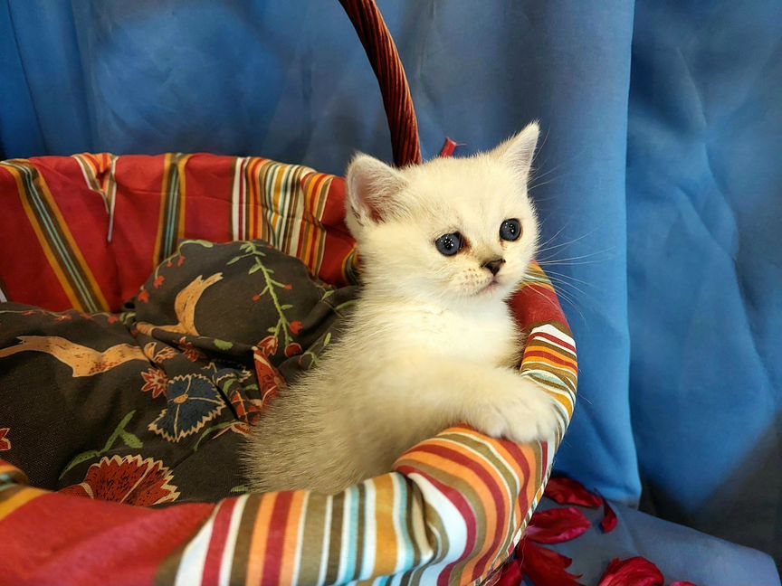 Котята скотиш-страйт