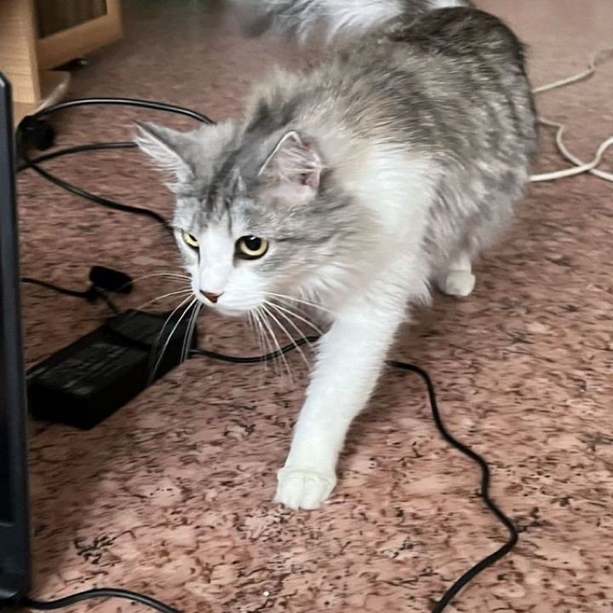 Кошечка Ева