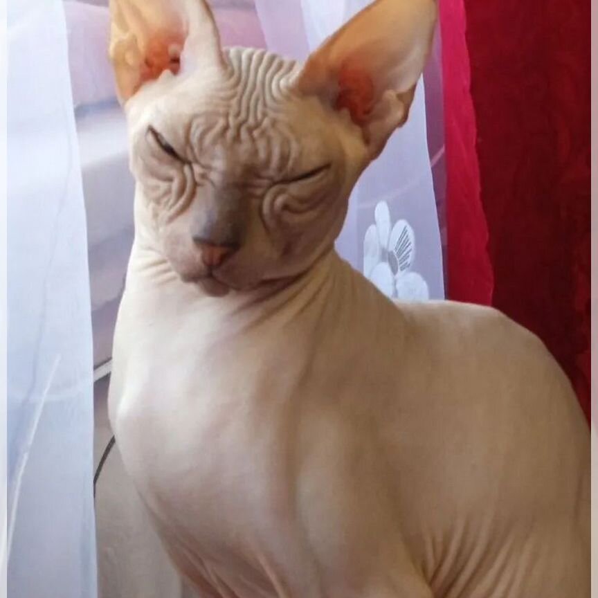 Донской сфинкс, взрослая кошка