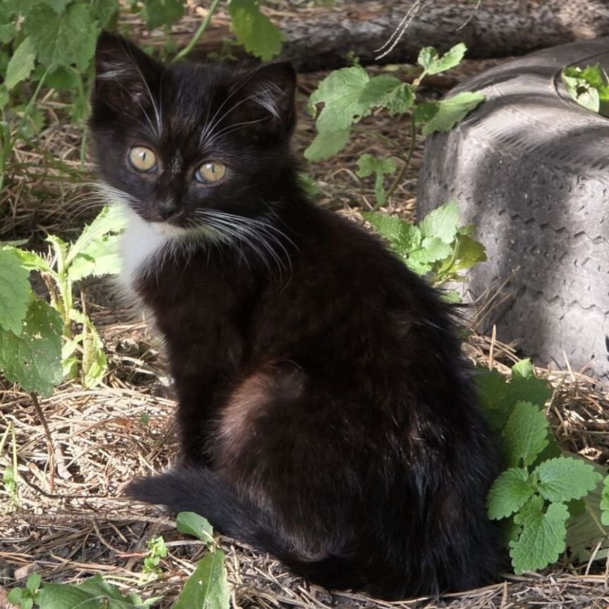 Котёнок в добрые руки