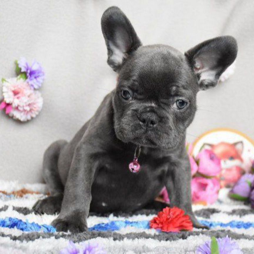 Французский бульдог