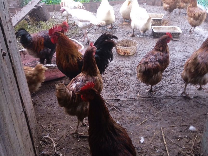 Домашняя птица