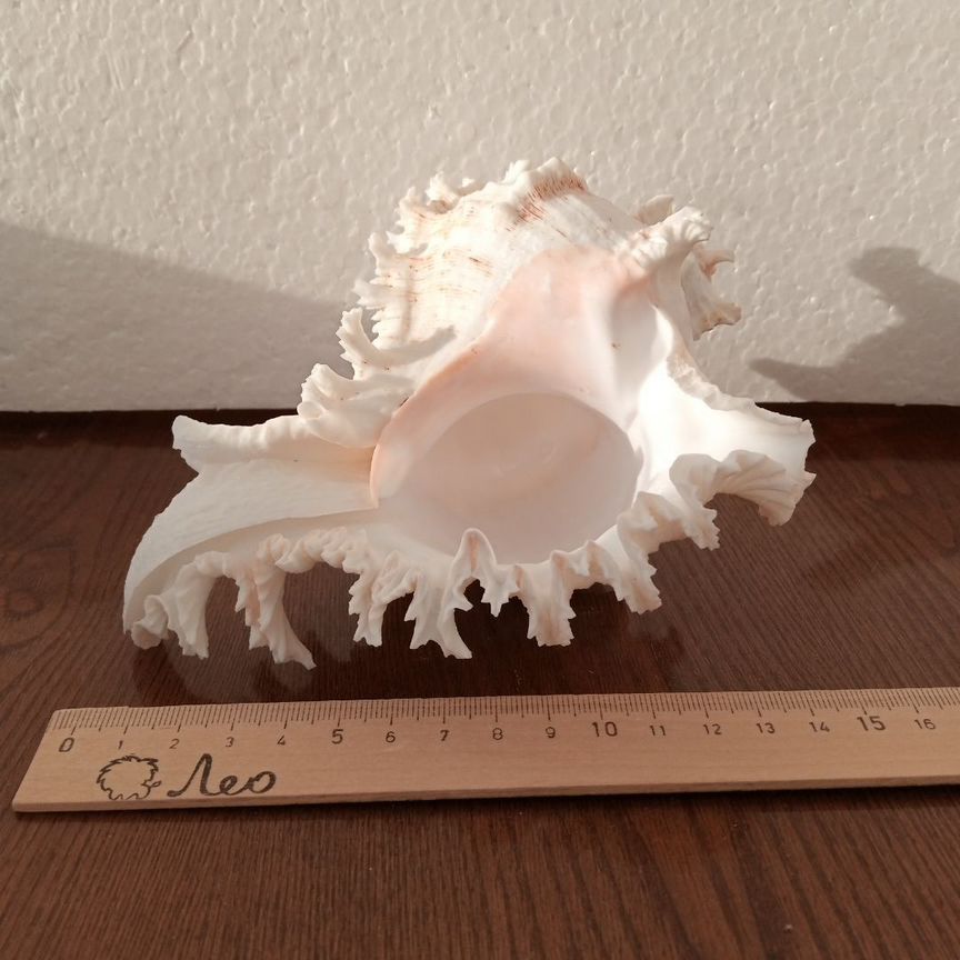 Ракушка мурекс ветвистый морская океаническая