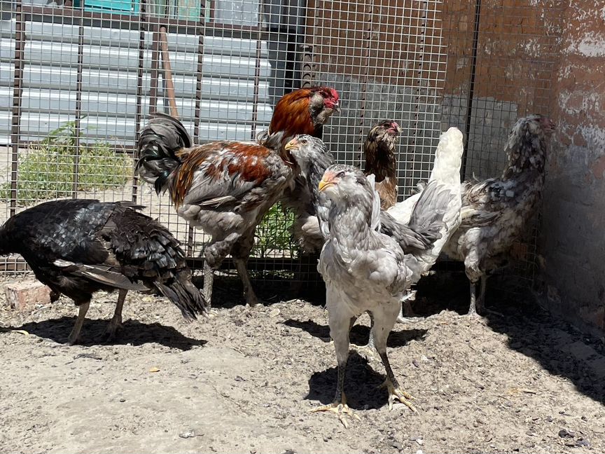 Гергебильская порода кур