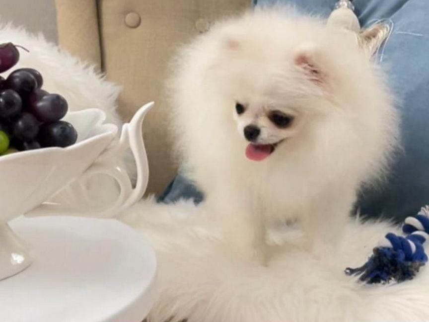 Померанский шпиц Зефирное облачко