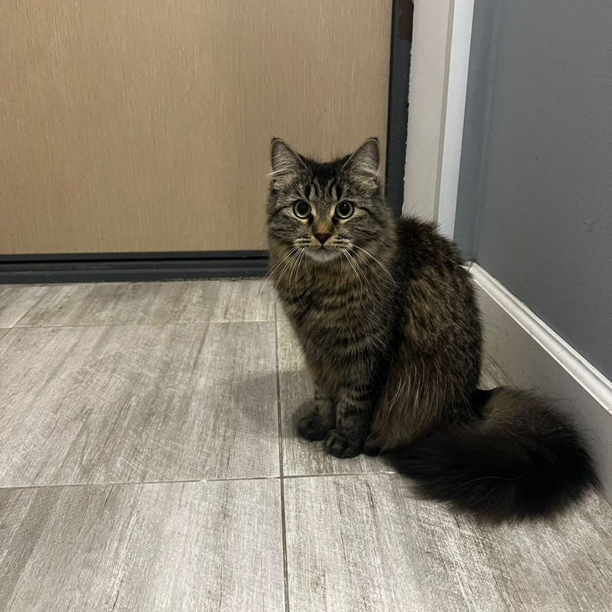 Котенок Гуччи