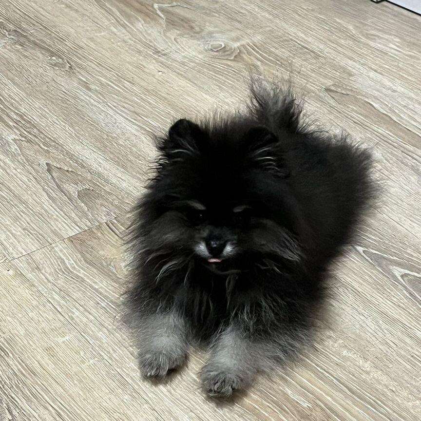 Померанский шпиц медвежьего типа