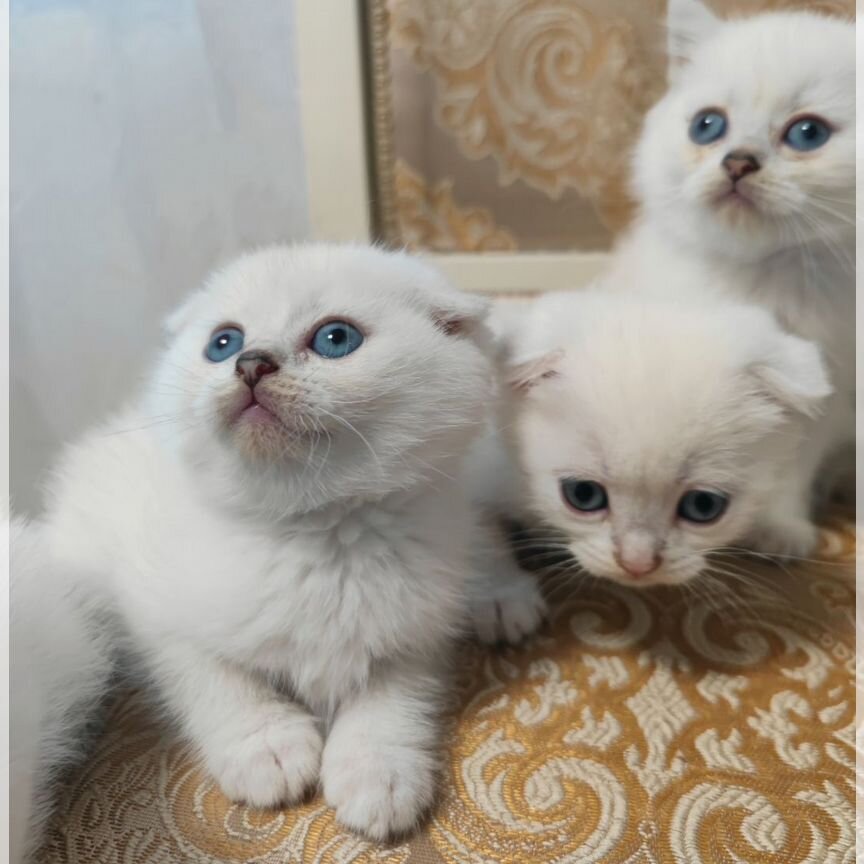 Шотландские вислоухие котята серебристая шиншилла