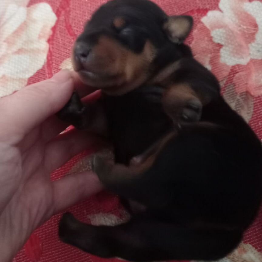 Щенки цвергпинчера