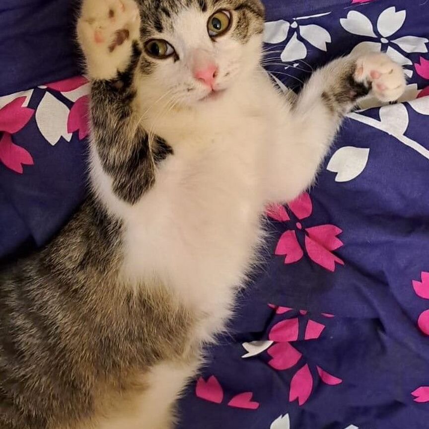 Котик Барсик