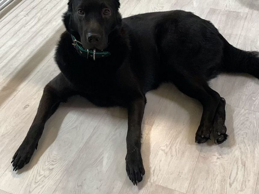 Сбака в добрые руки